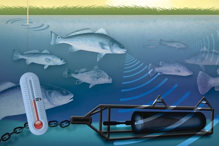 Listen In: Acoustic Monitoring of Estuarine Communities Facing Ecosystem Change | National ...